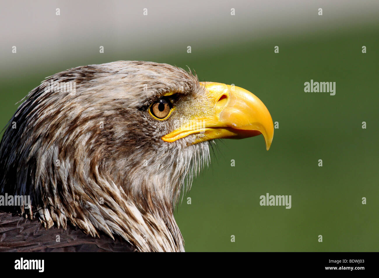 True Eagle (Aquila Stock Photo - Alamy