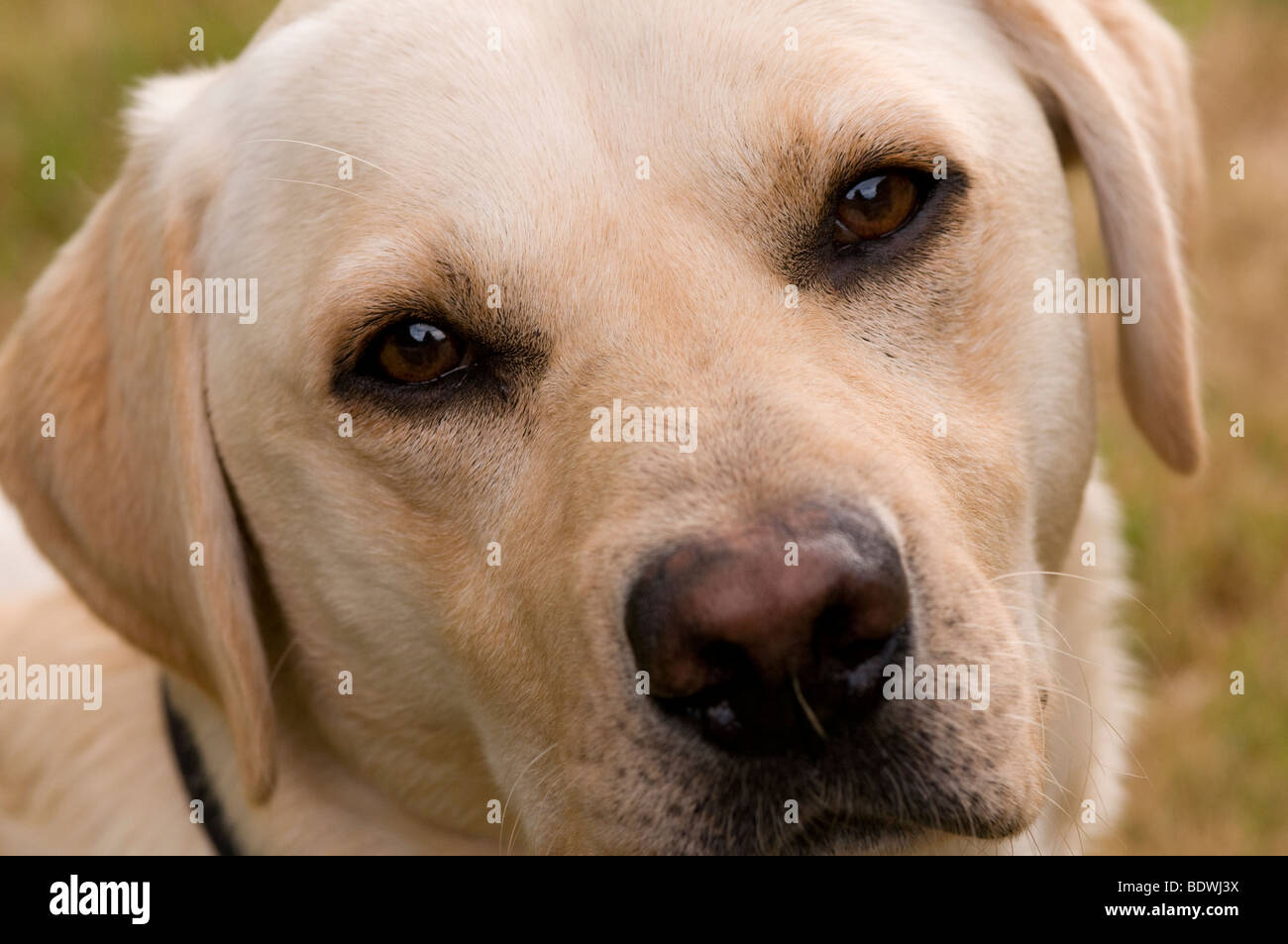 Handsome yellow labrador retriever hi-res stock photography and images ...
