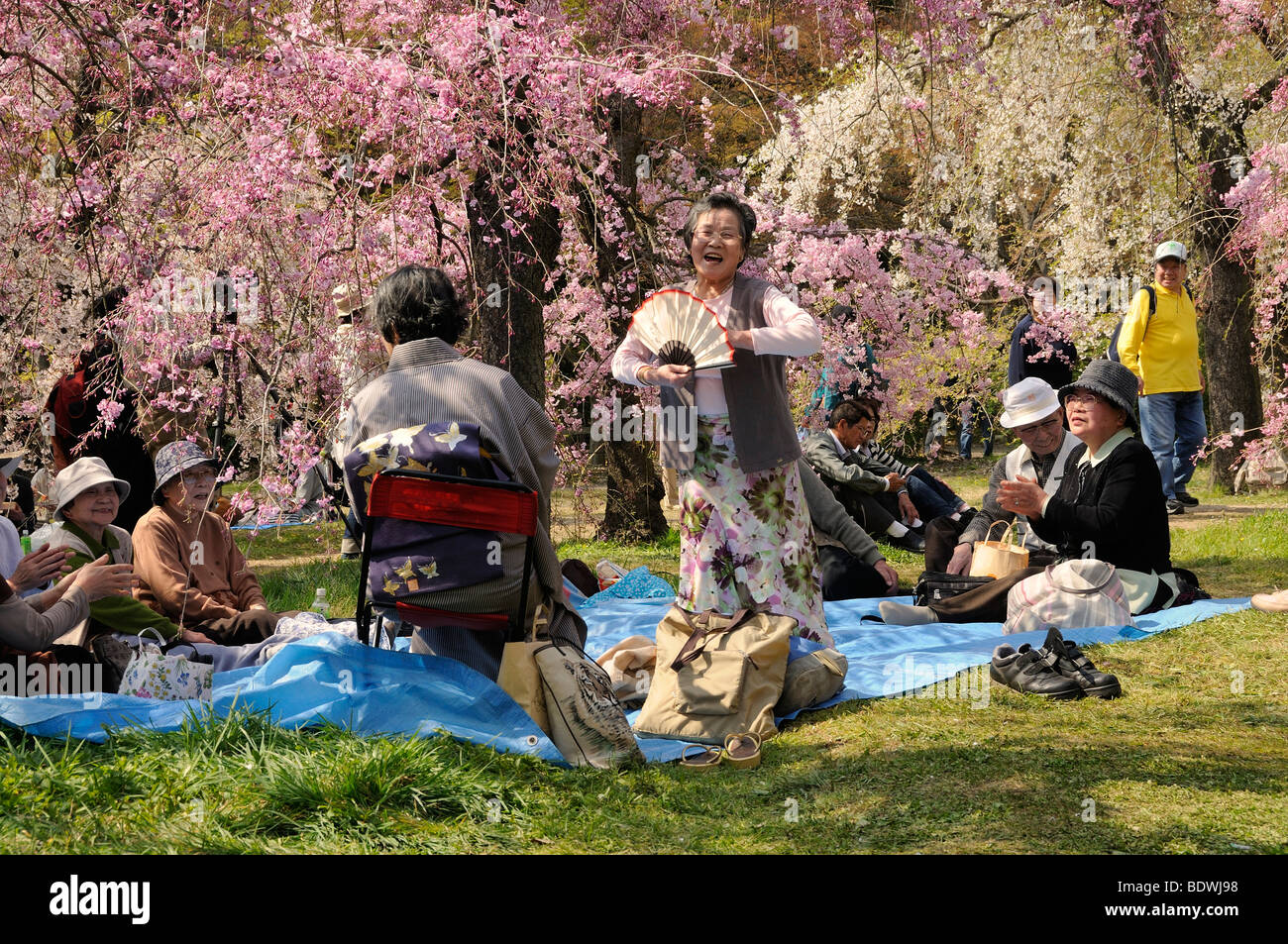 Feasting under cherry trees with a fan dance at the Kyoto Botanical ...