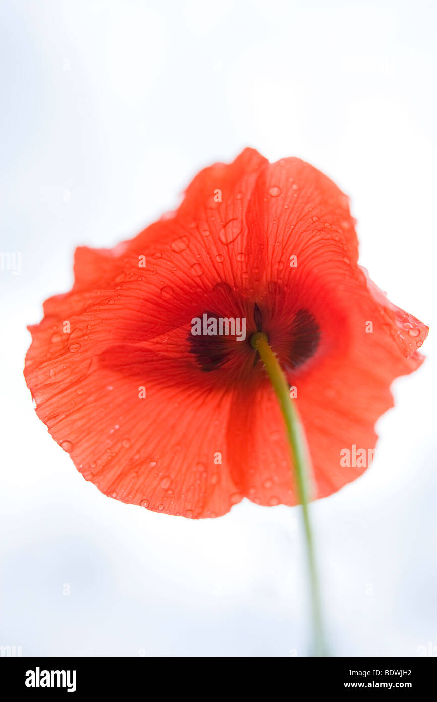 Single Common Poppy Flower Stock Photo - Alamy