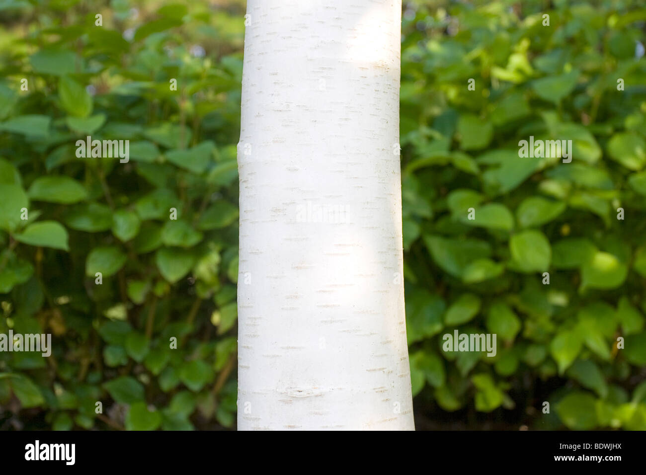 Trunk of Silver Birch Tree Stock Photo - Alamy