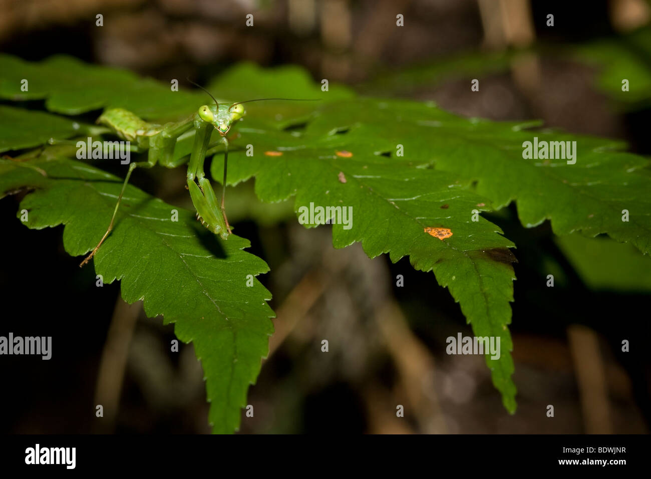 Tropical praying mantis, order Mantodea, in the cloud forests of ...