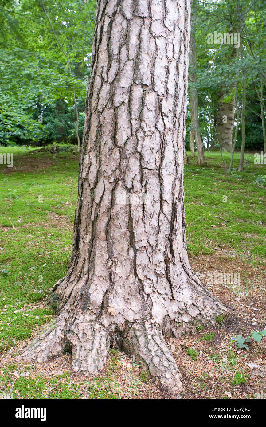 Trunk of Pine Tree Stock Photo - Alamy