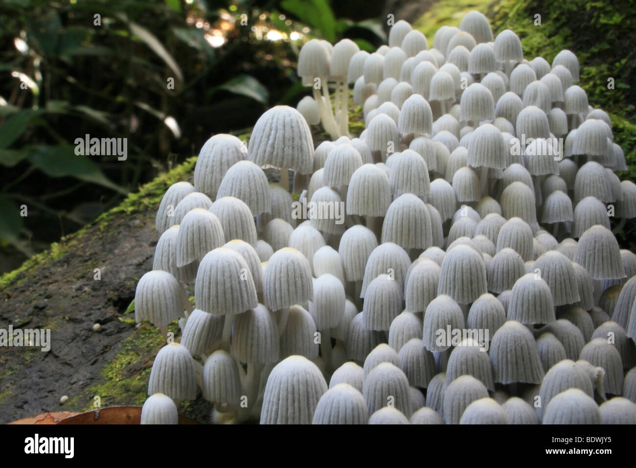 Patch of mushrooms. Photographed in the mountains of Costa Rica Stock ...