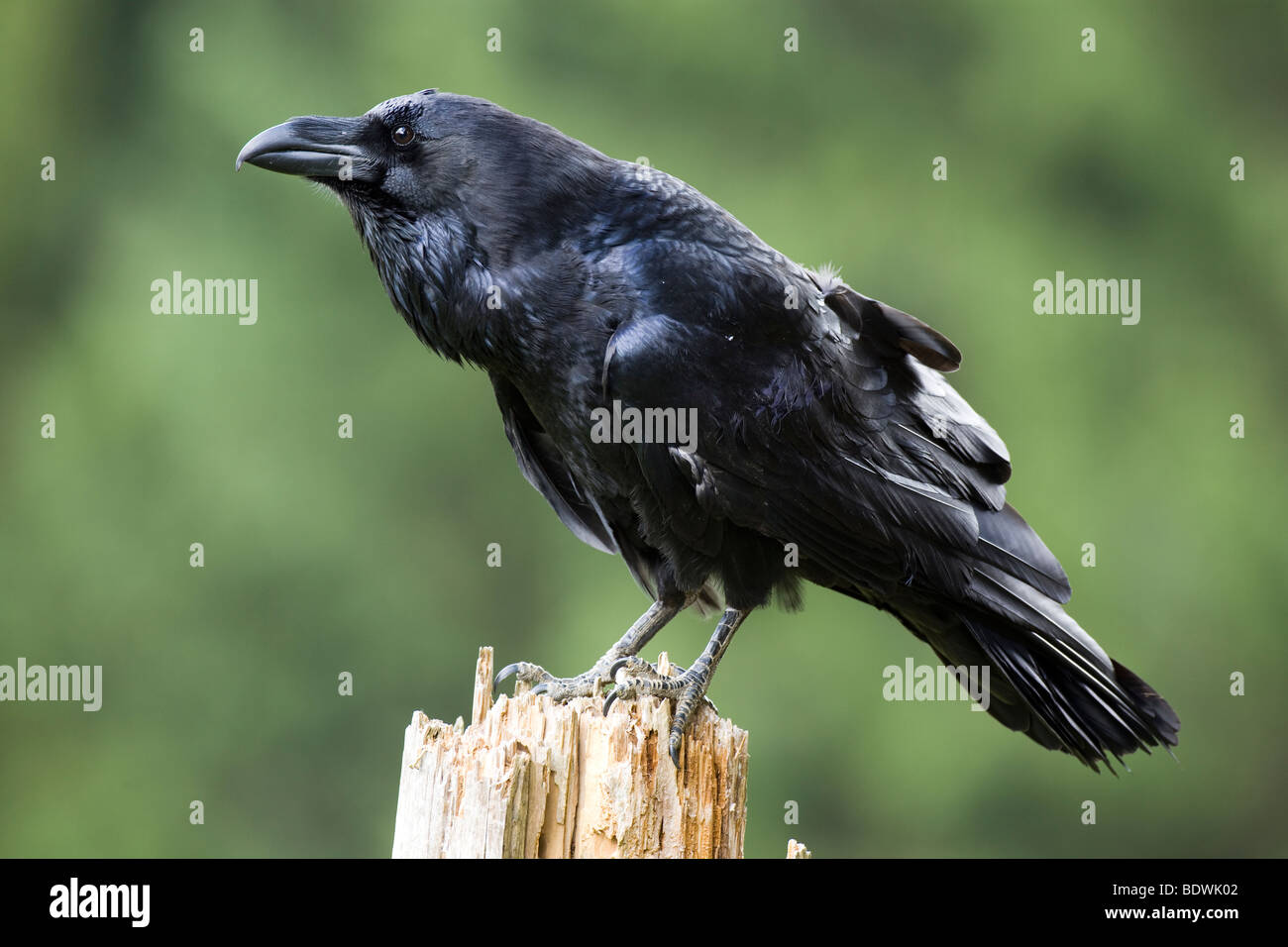 Common Raven (Corvus corax Stock Photo - Alamy