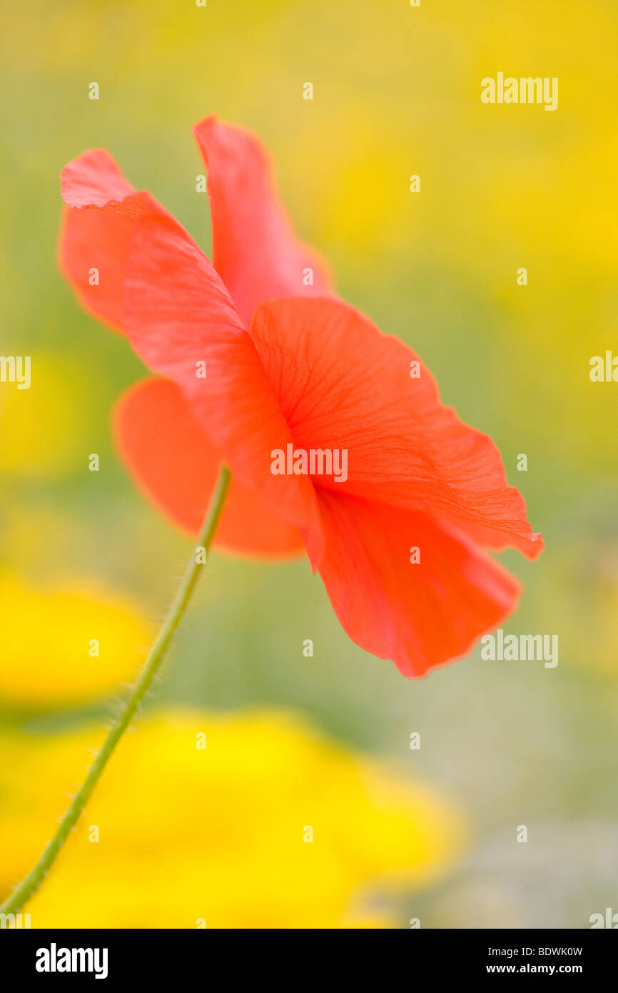 Single Common Poppy in Wildflower Meadow Stock Photo - Alamy