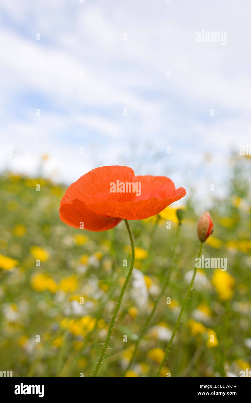 Single Common Poppy in Wildflower Meadow Stock Photo - Alamy