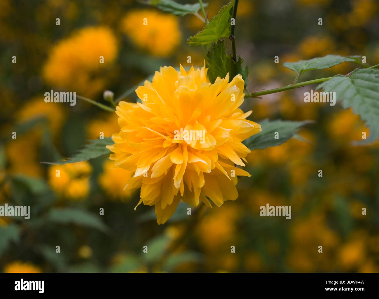 Flowers close up hi-res stock photography and images - Alamy