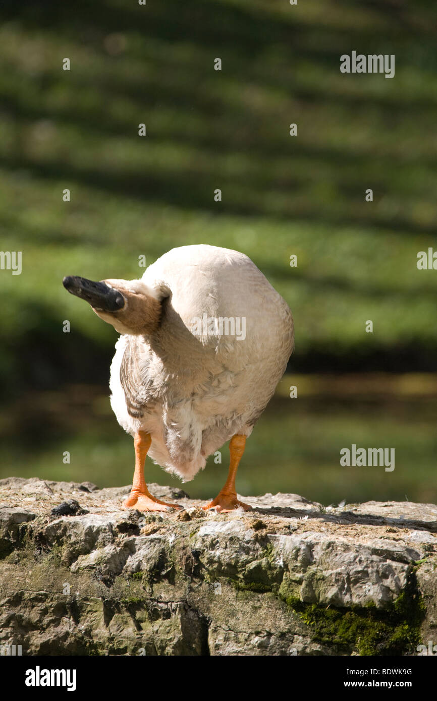 Goose twisting its head Stock Photo - Alamy