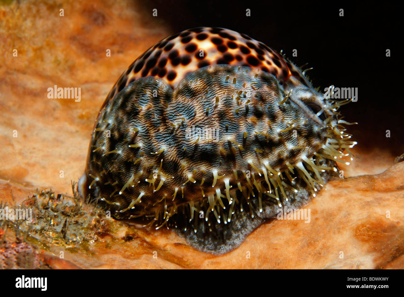 Tiger porcelain sea slug (Cypraea tigris), shell, Bali, island, Lesser ...