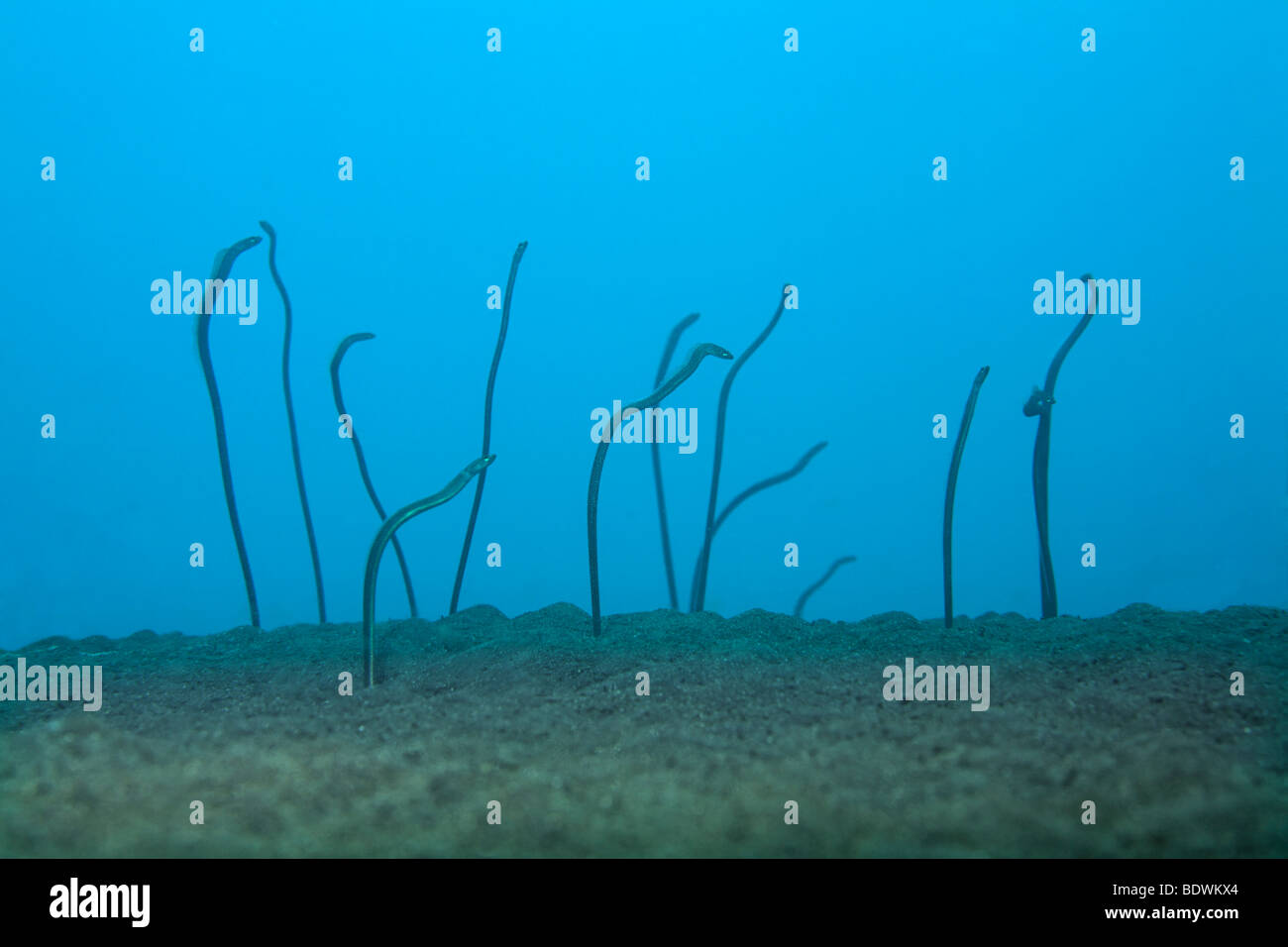 Spaghetti garden eel (Gorgasia japonica) colony, feeding on drifting ...