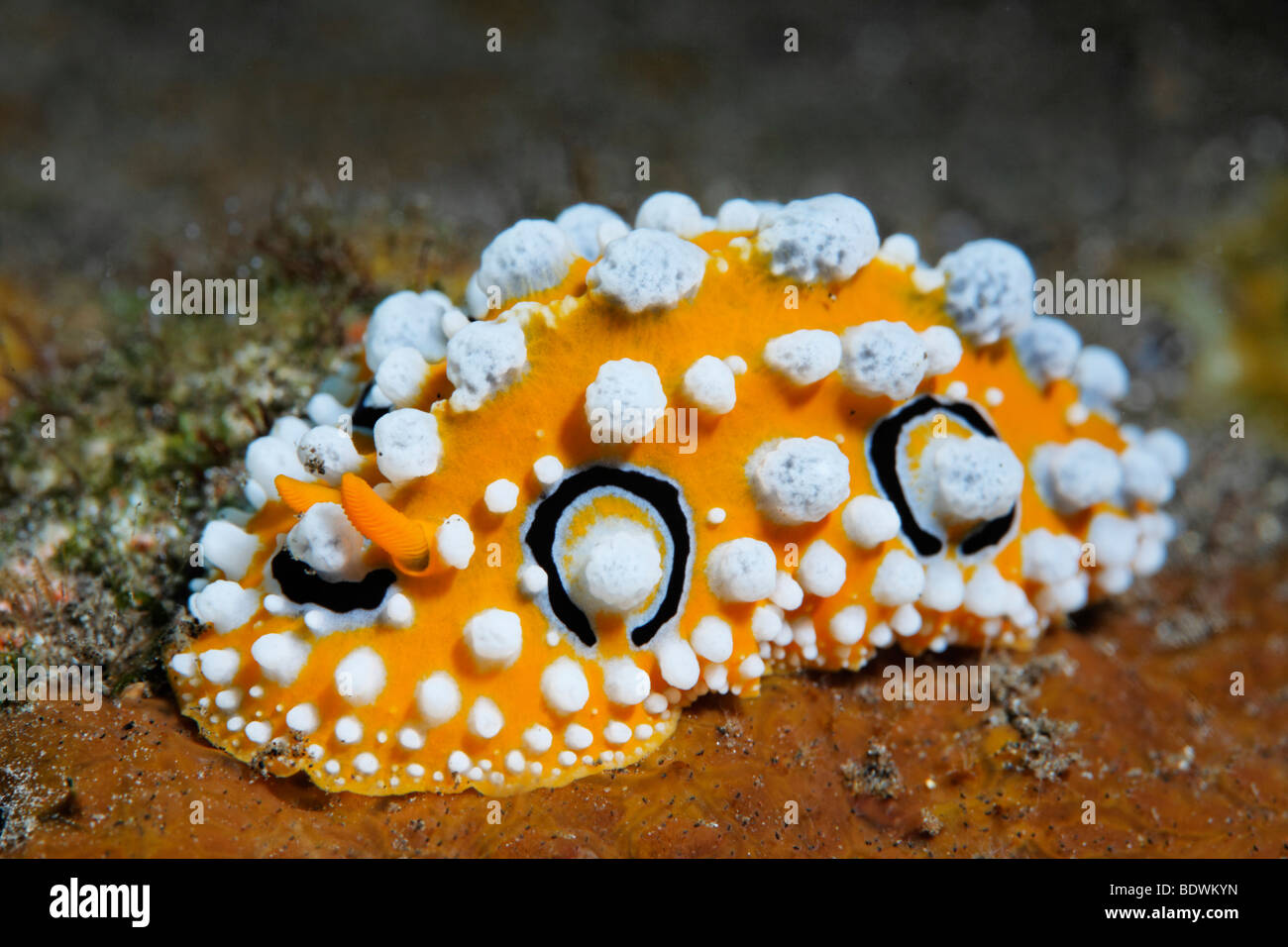 Phyllidia Nudibranch, (Phyllidia ocellata), Tulamben, Bali, Indonesia ...