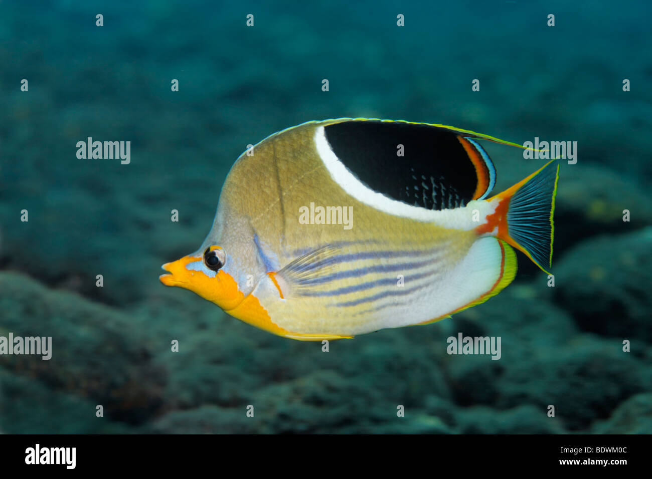 Saddle butterflyfish (Chaetodon ephippium) swimming along a coral reef ...