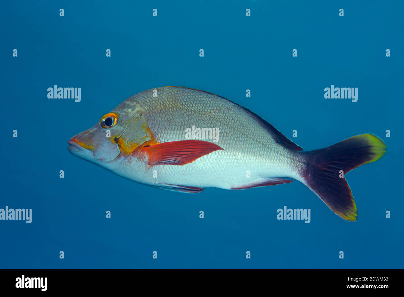 Humpback snapper, (Lutjanus gibbus), swimming, Tulamben, Bali ...
