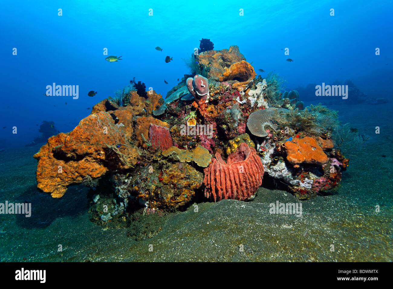 Coral block, diver, different sponges, corals, feather stars, mini reef ...