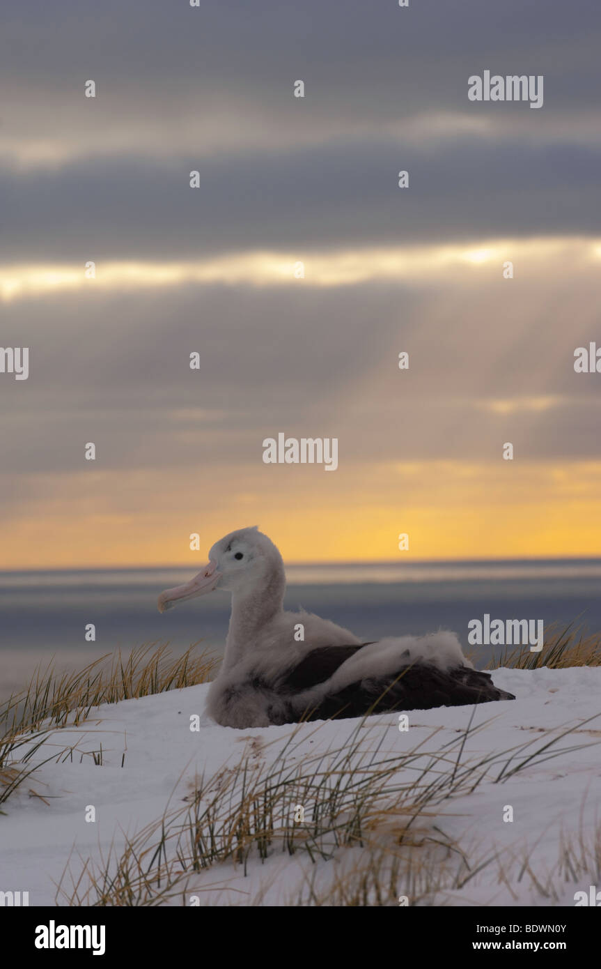 Young wandering albatross hi-res stock photography and images - Alamy