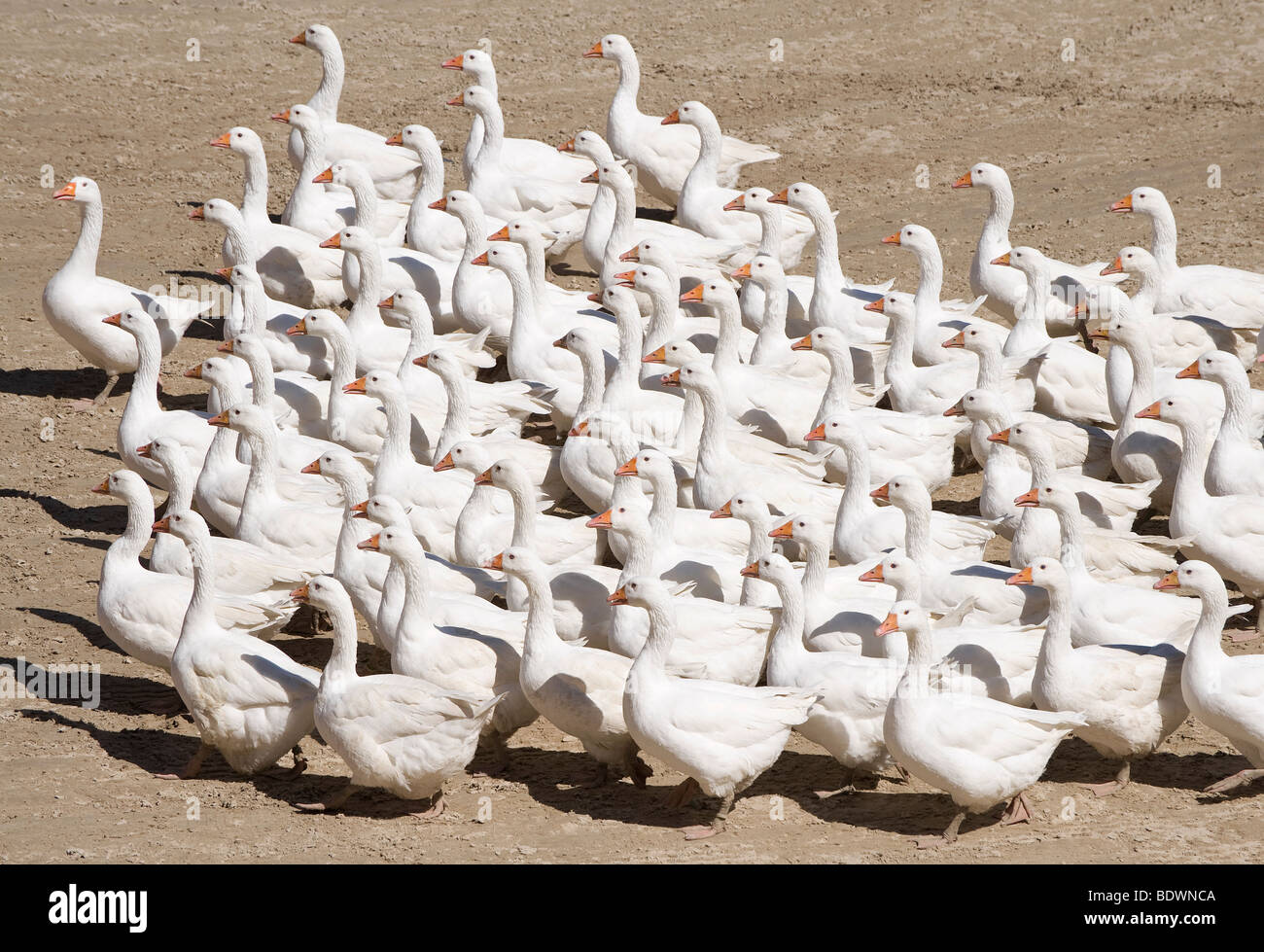 flock of domestic geese Stock Photo - Alamy
