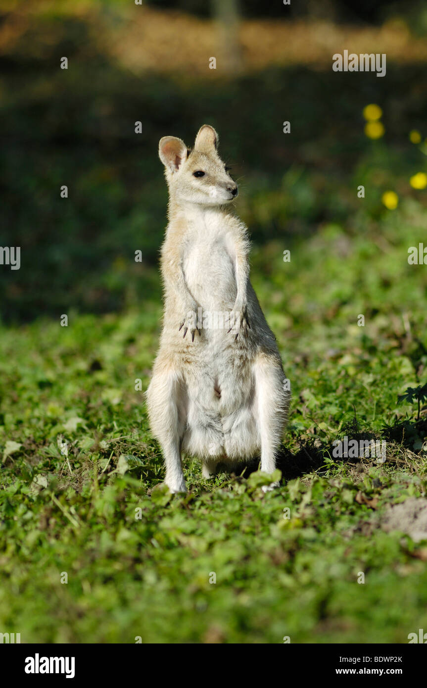 Agile Wallaby (Macropus agilis), Hellabrunn Zoo, Munich, Upper Bavaria ...