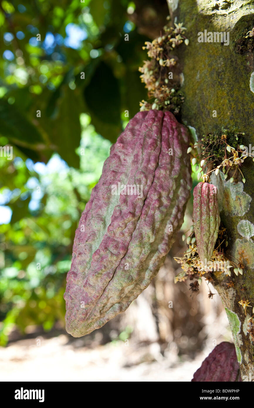 Cocoa fruits in a spice garden in Chuini, Zanzibar, Tanzania, Africa ...