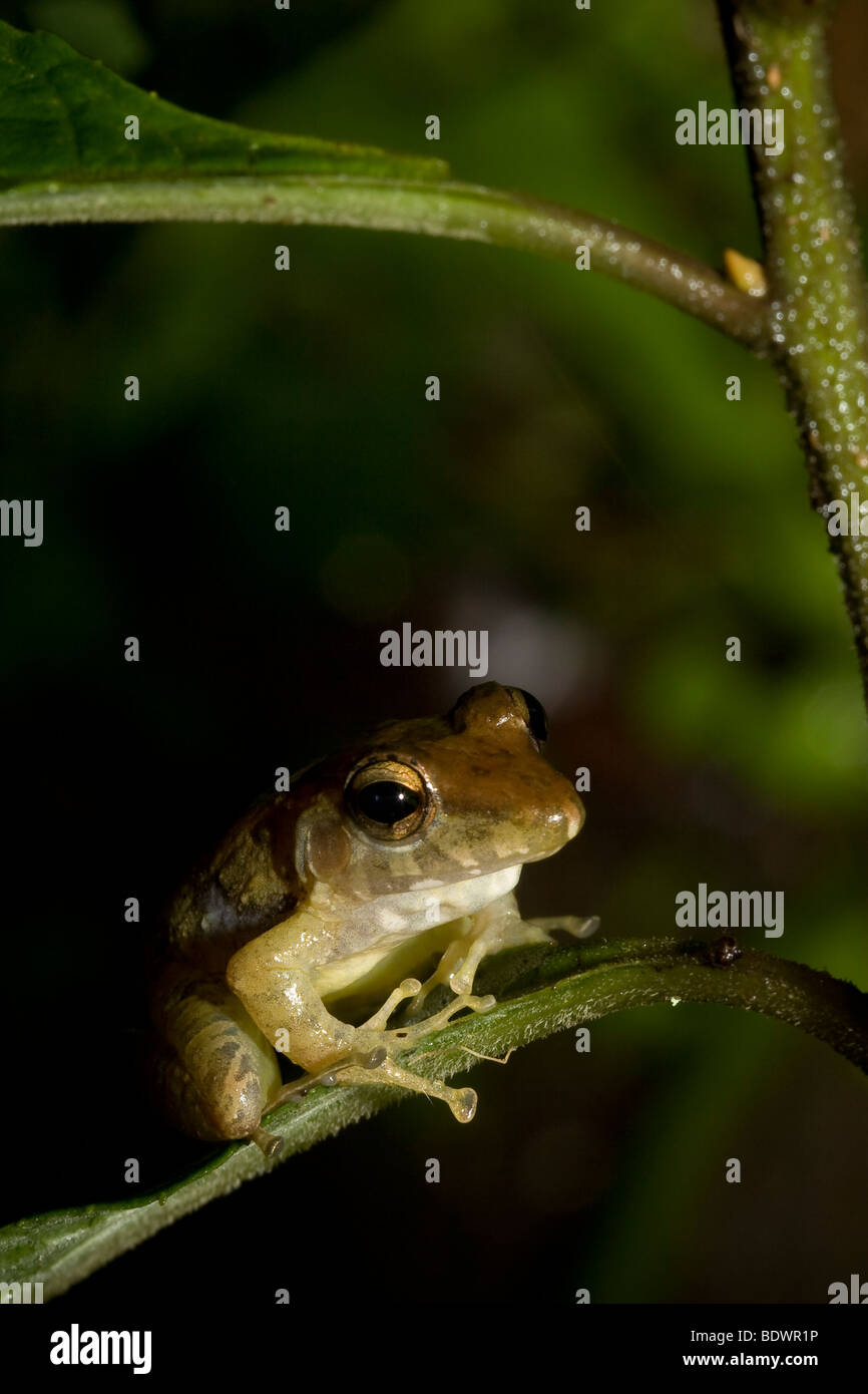 Fitzinger's rain frog, a.k.a., Fitzinger's robber frog (Craugastor ...