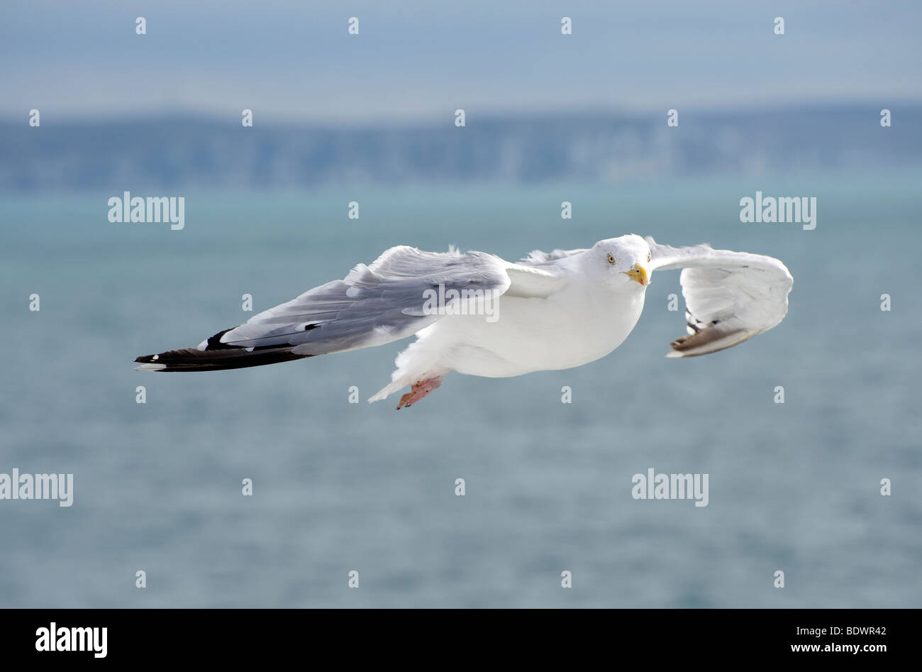 herring gull flying over the english channel Stock Photo - Alamy