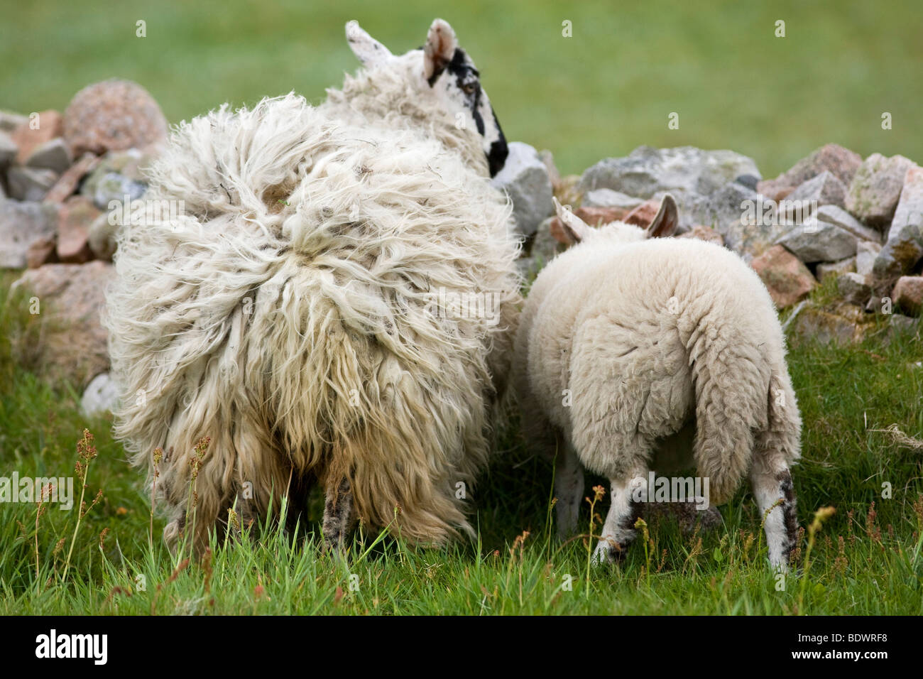 Sheep with wool tousled by the wind, Tory Iceland, Ireland, Europe ...