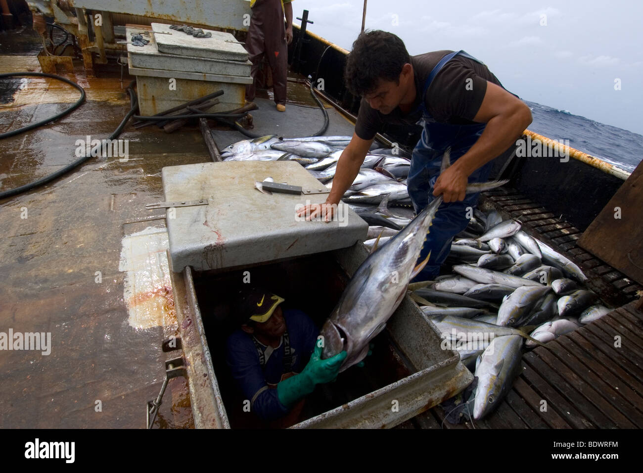 Fishermen store tuna in cold room, offshore commercial longline tuna ...