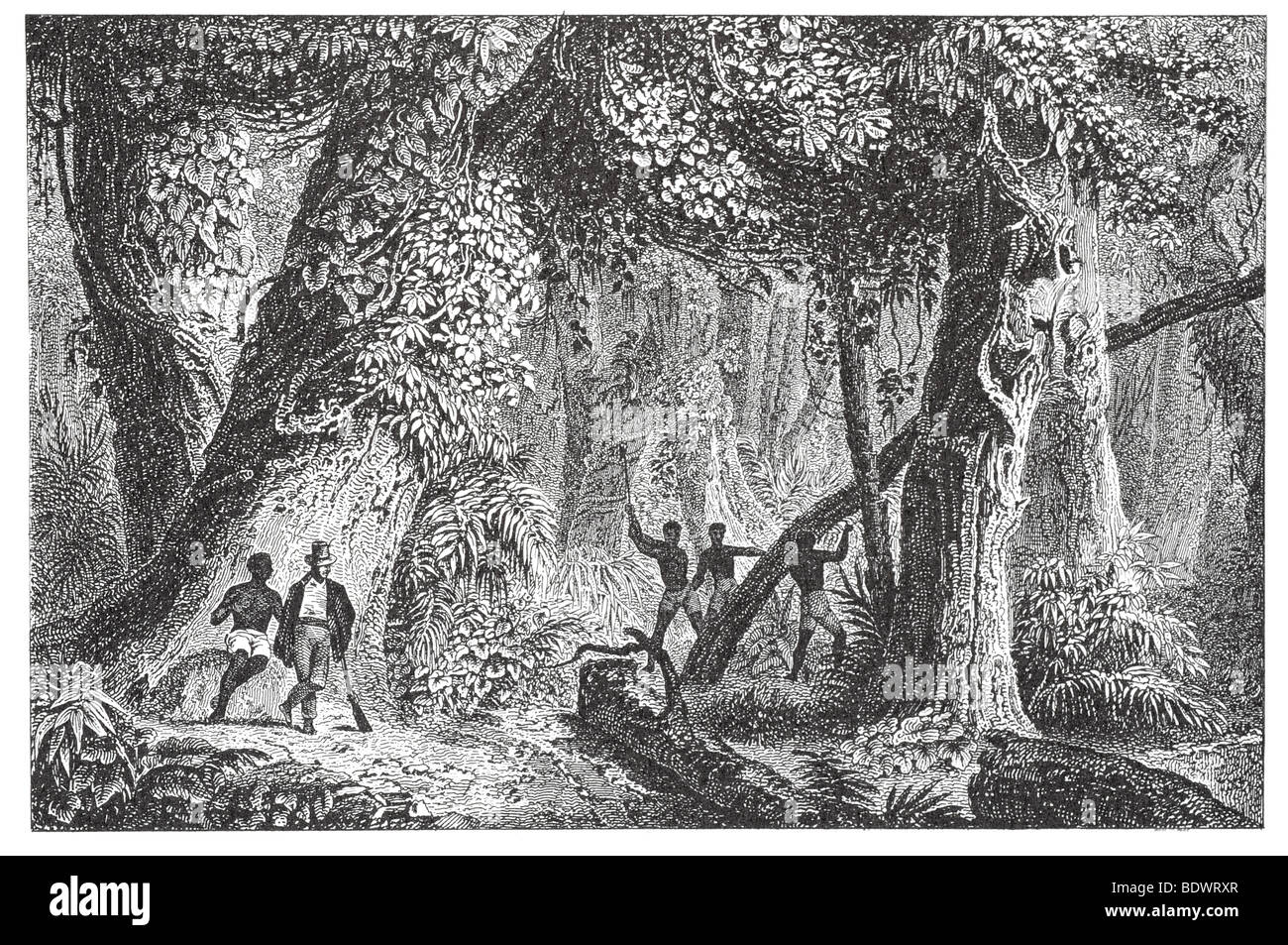 primitive forest brazil Stock Photo - Alamy