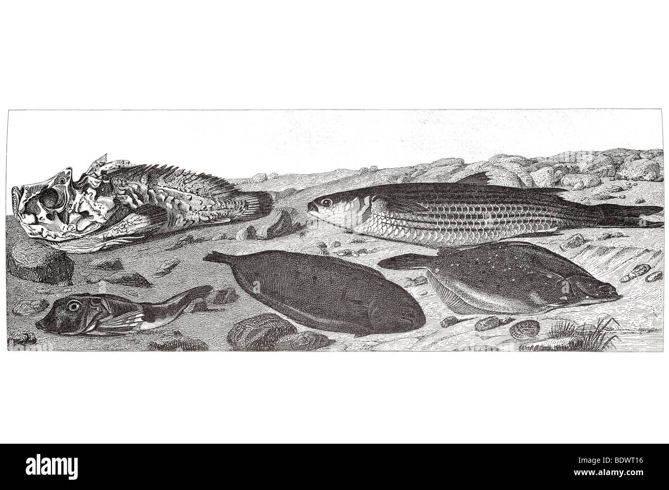 Lupus vulgaris hi-res stock photography and images - Alamy