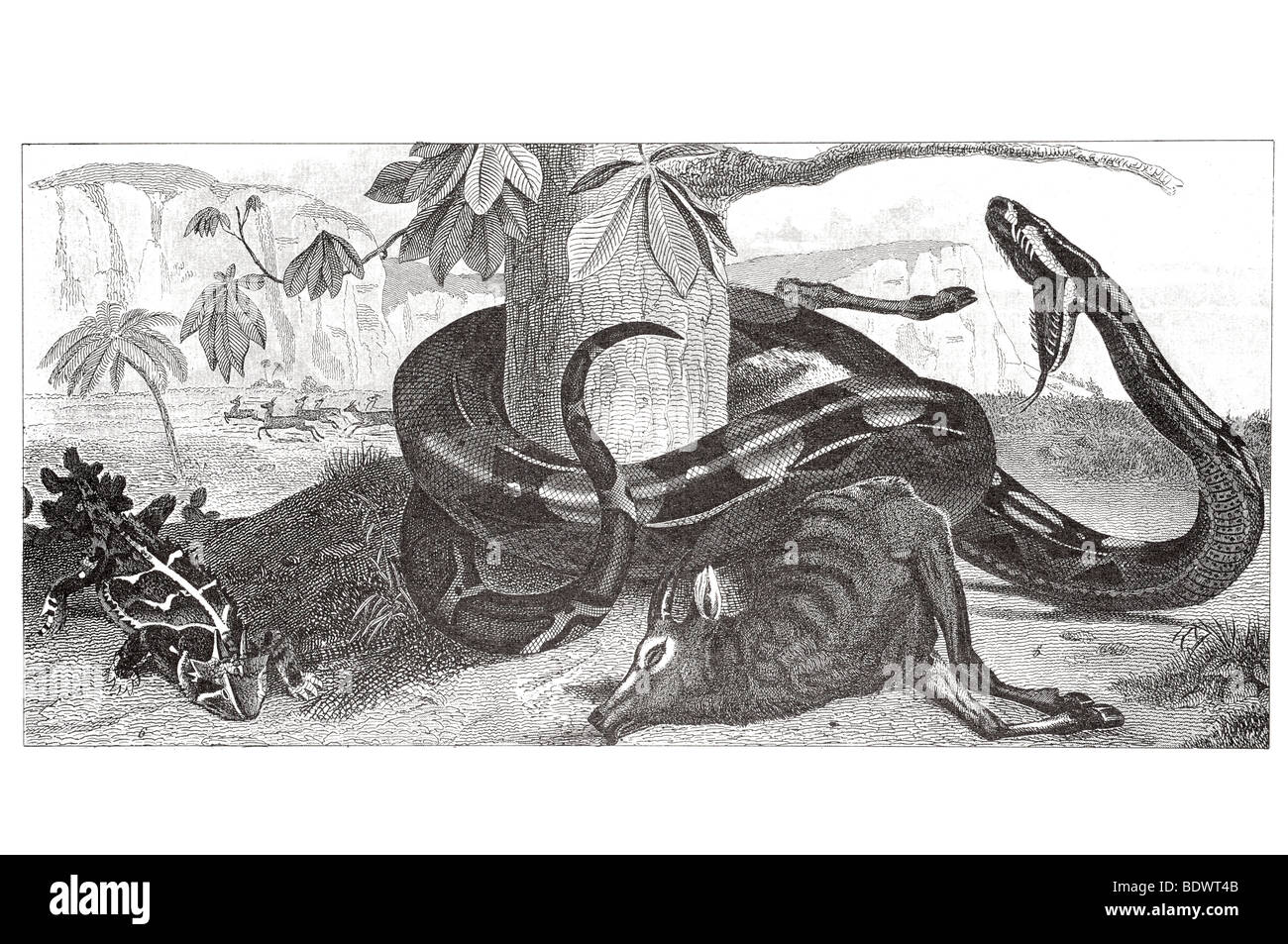 boa constrictor phrynosoma cornuta horned frog Stock Photo - Alamy