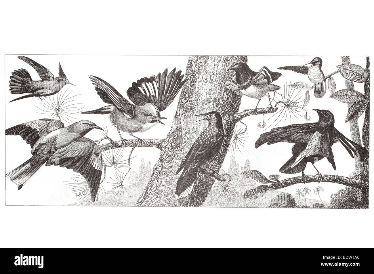 trochilus cristatus crested hummingbird garrulus glandarius jay ...