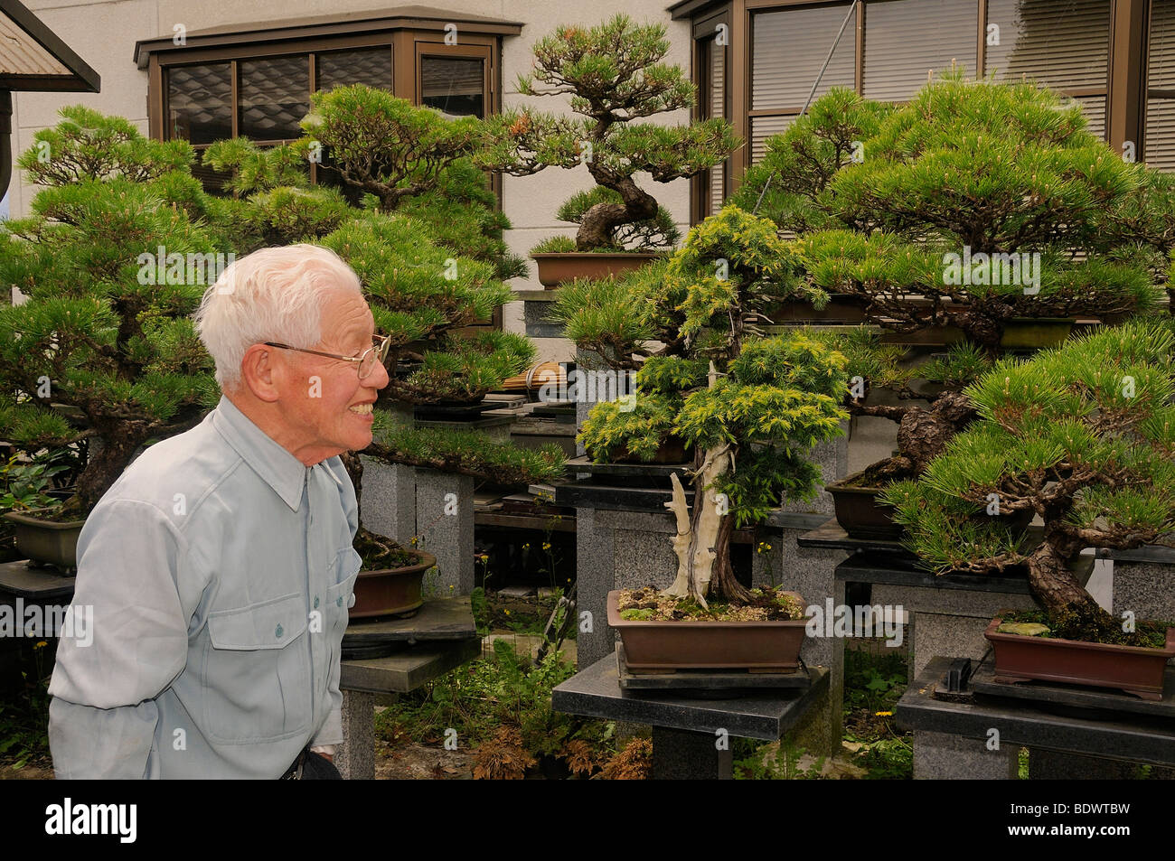 Large privately owned Bonsai garden in Sasayama, Japan, Asia Stock ...