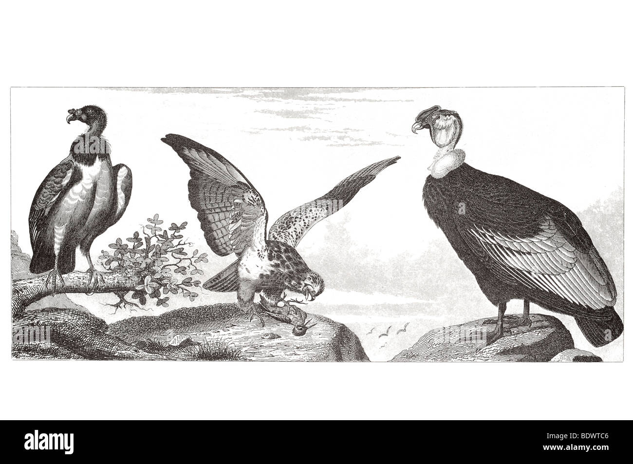 sarcoramphus papa king vulture buteo vulgaris common buzzard ...