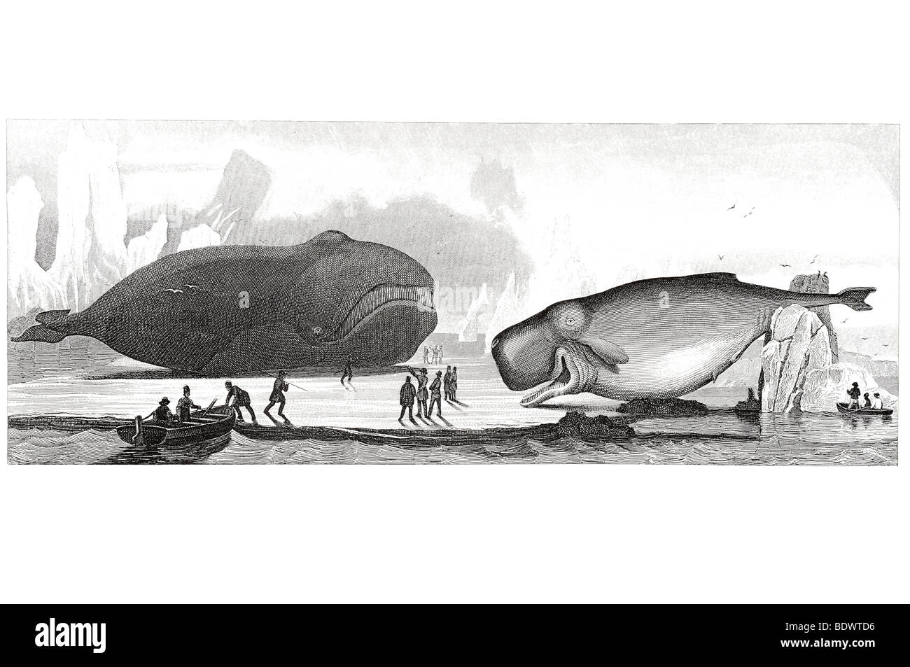 balaena mysticetus greenland whale physter macrocephalus sperm whale ...