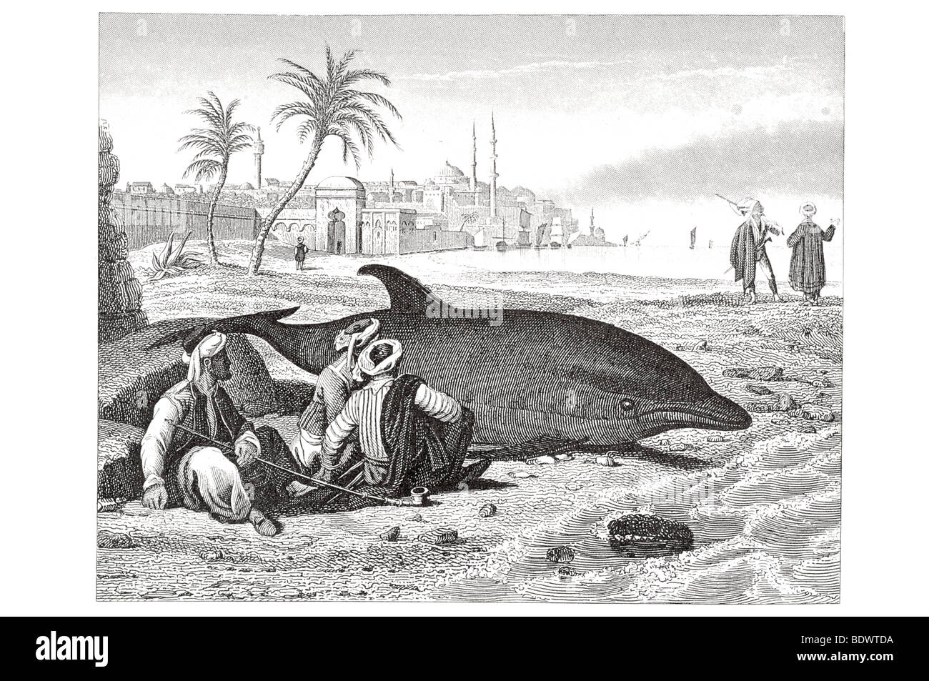 Black and white dolphin etching hi-res stock photography and images - Alamy