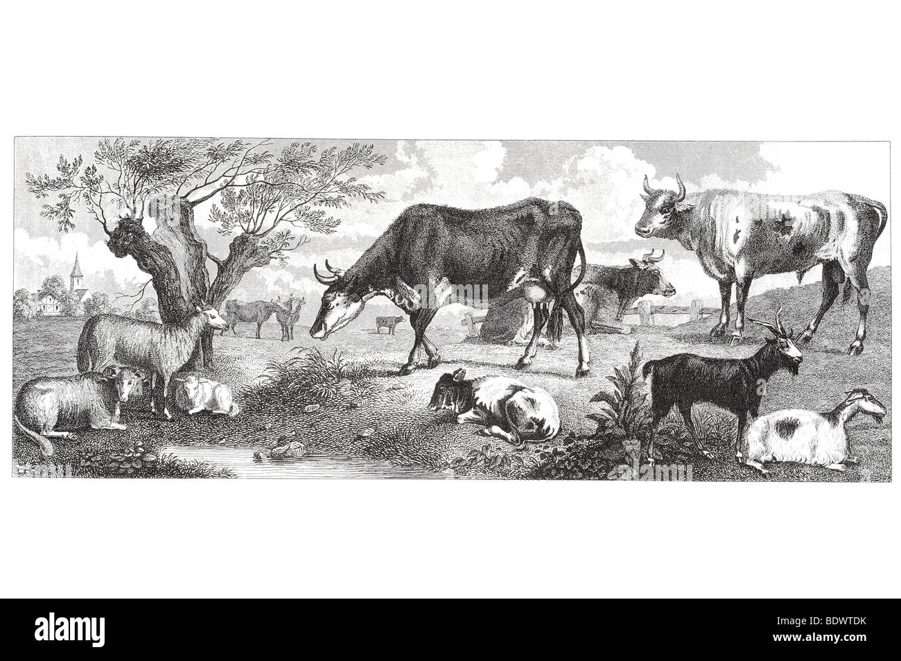 ovis aries sheep bos taurus common ox capra hircus goat Stock Photo - Alamy