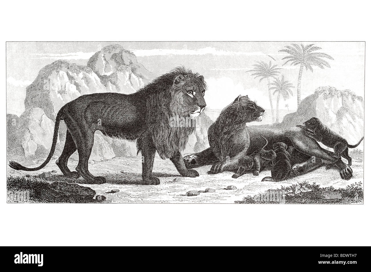 felis leo lion Stock Photo - Alamy