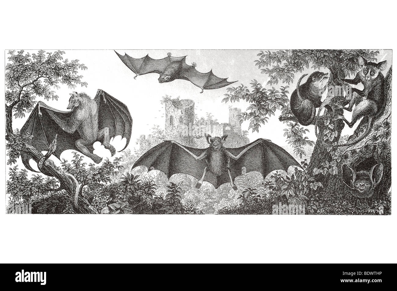 Antique drawing bat hi-res stock photography and images - Alamy