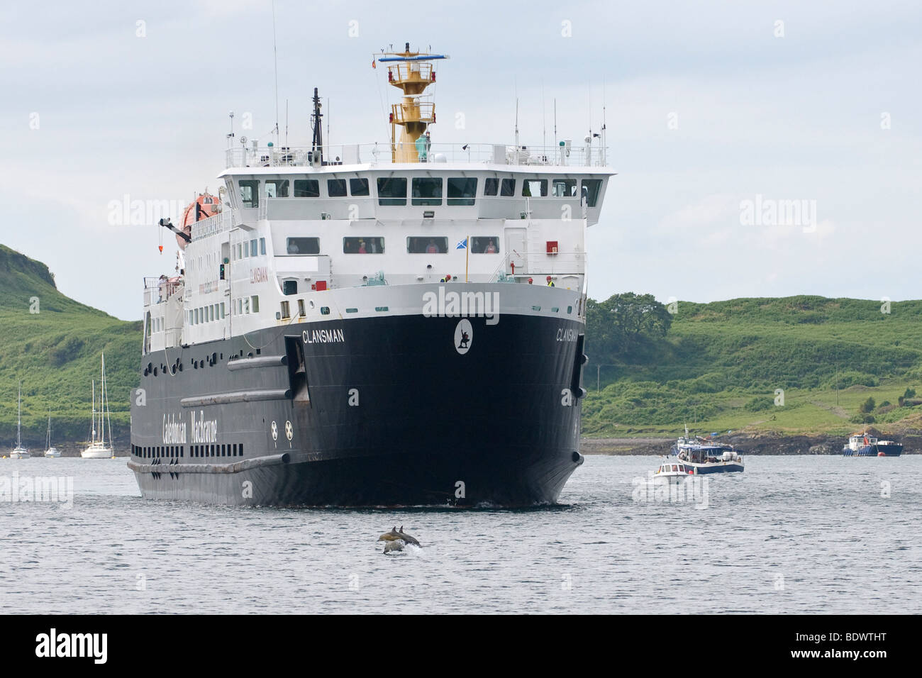 Common dolphins Delphinus delphis breaching before the Clansman ferry ...