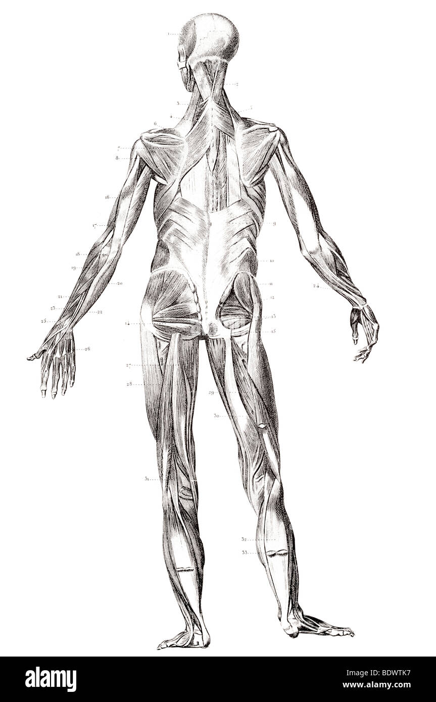 Human muscle drawing hi-res stock photography and images - Alamy