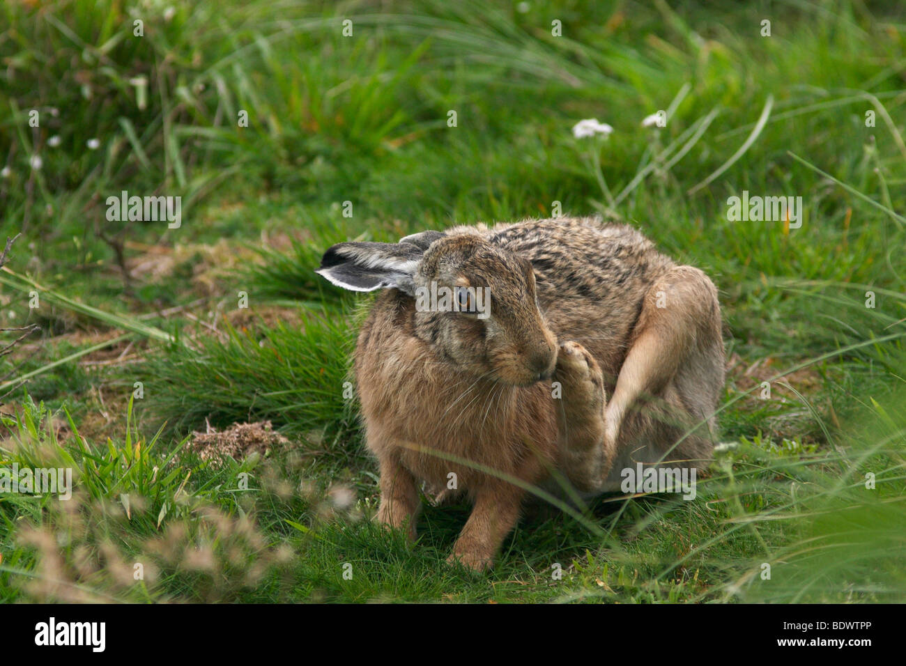 Hare (Lepus europaeus), scratching itself, Juist Island, North Sea ...