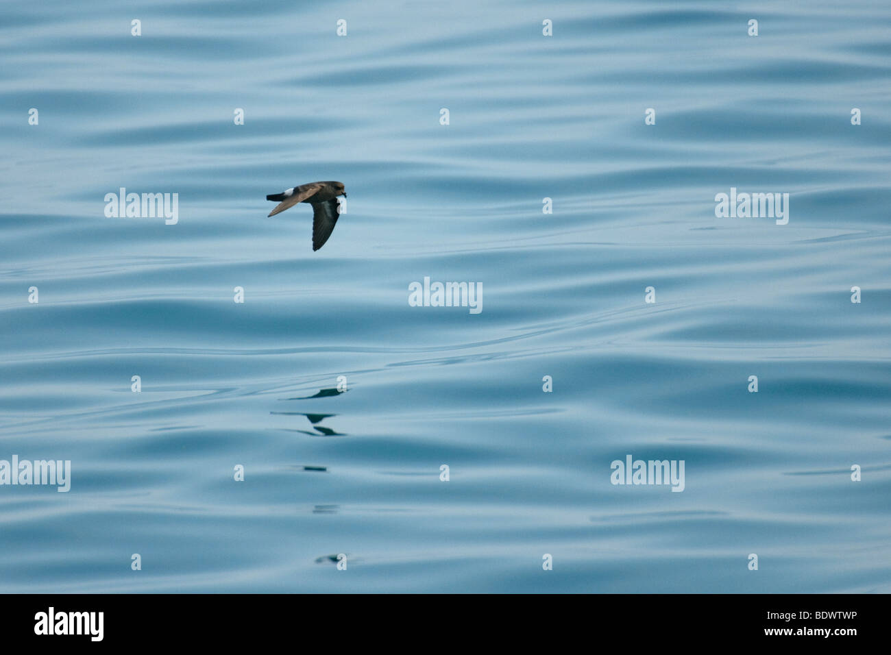 Hydrobates pelagicus scotland hi-res stock photography and images - Alamy