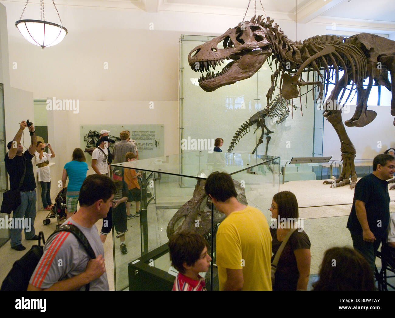 People looking at a Dinosaur Exhibition at the American Museum of ...