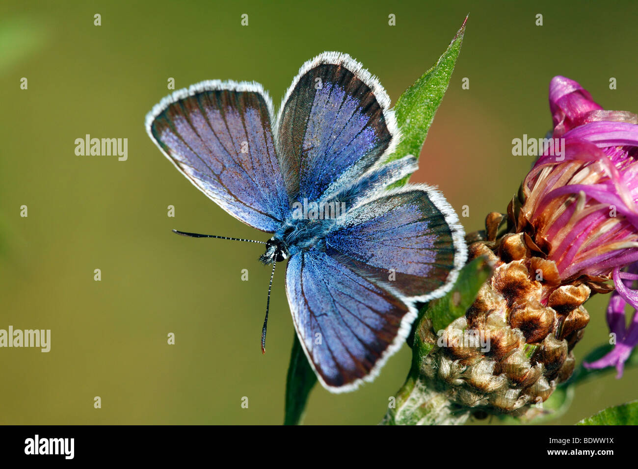 Idas Blue (Plebejus idas, Plebeius idas) butterfly, male Stock Photo ...