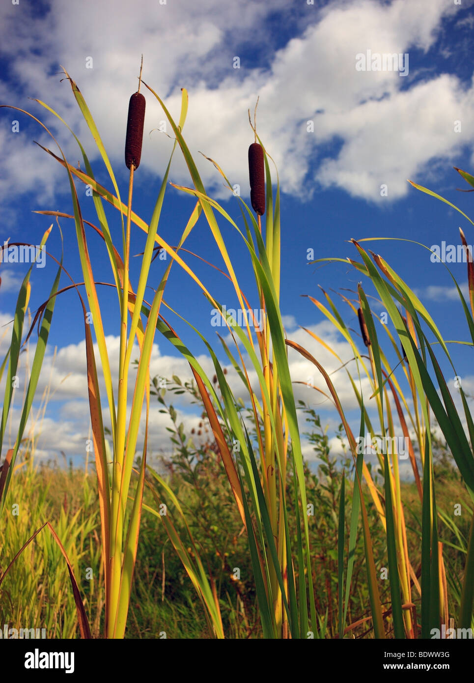 Typha latifolia common bulrush broadleaf hi-res stock photography and ...