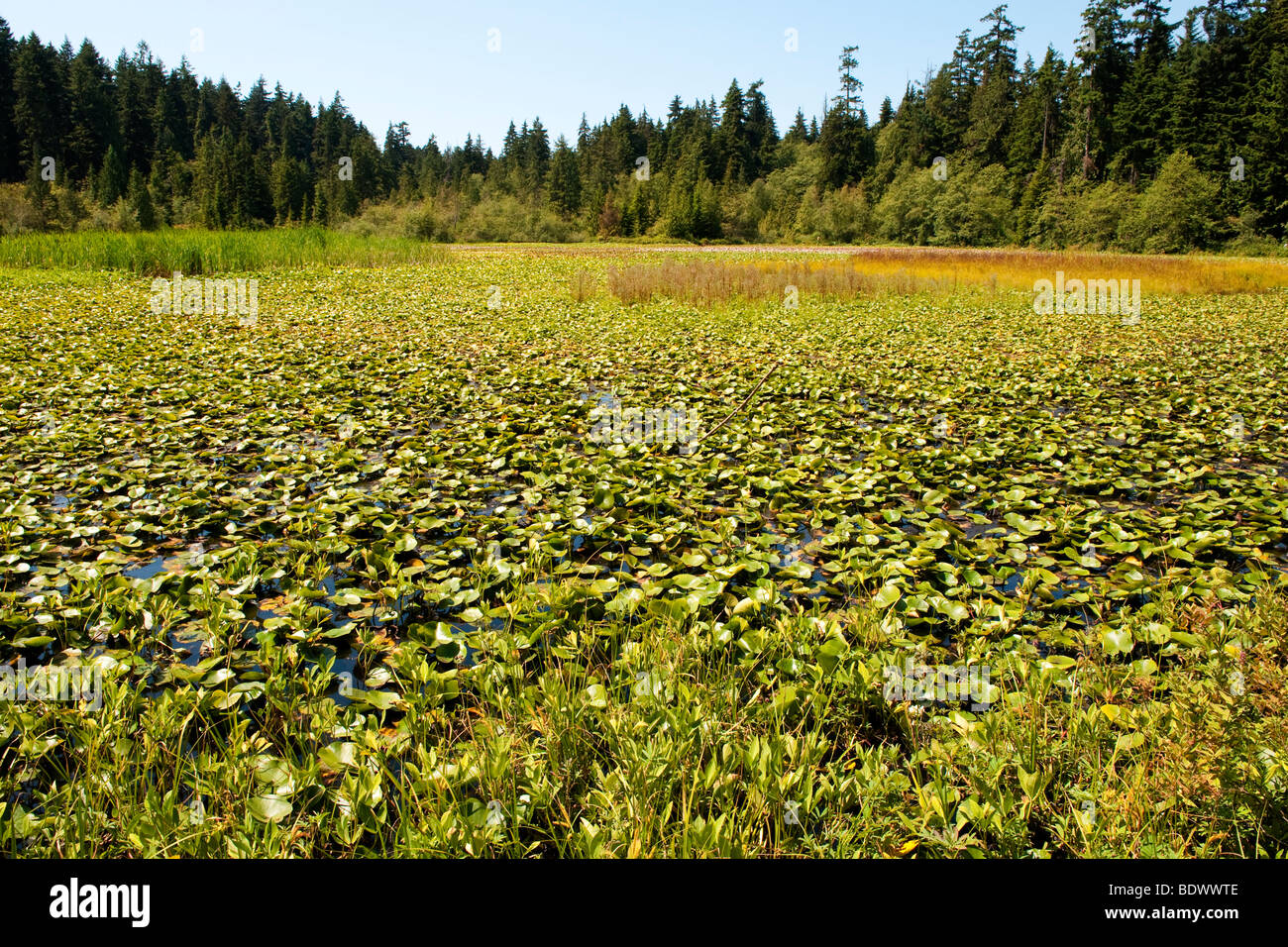 Beaver lake stanley park vancouver hi-res stock photography and images ...