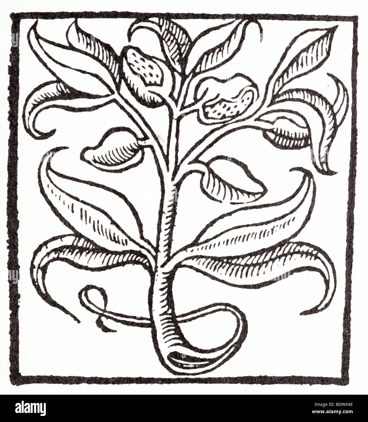 Treveris hi-res stock photography and images - Alamy