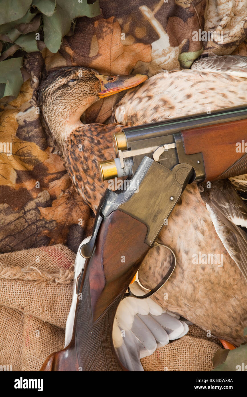 A Mallard Duck (Anas platyrhynchos) photographed with camouflage and a ...