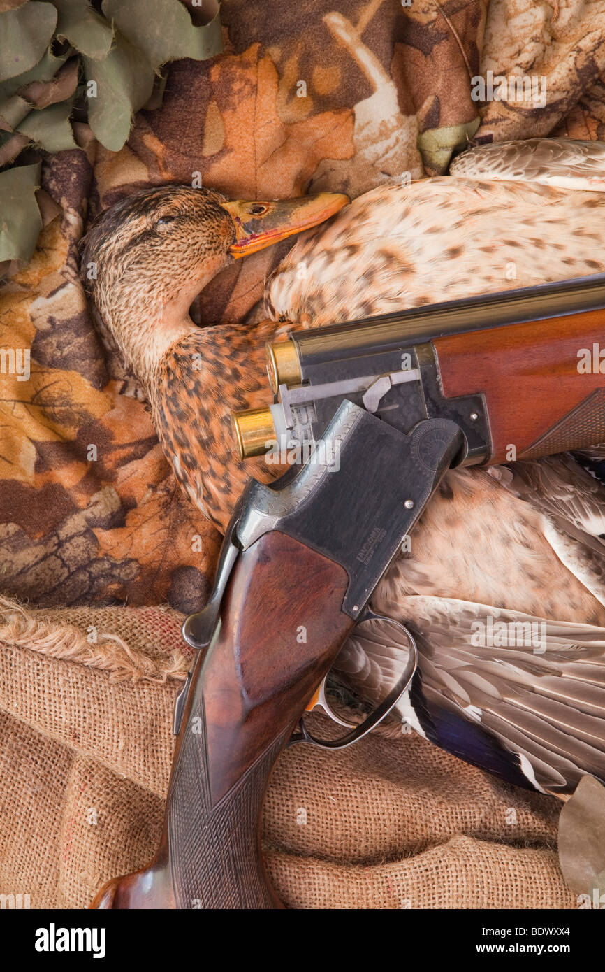 A Mallard Duck (Anas platyrhynchos) photographed with camouflage and a ...