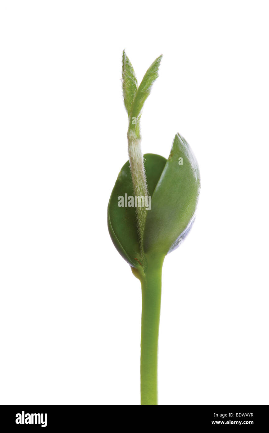 Spout Cut Out Stock Images & Pictures - Alamy